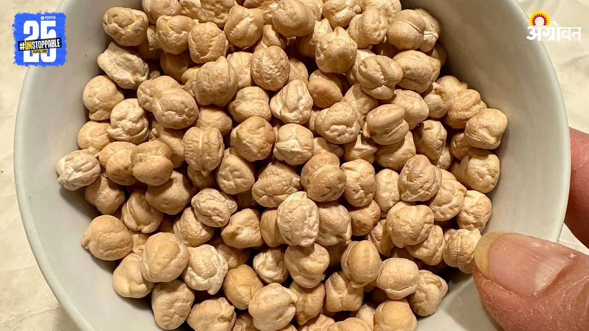 Kabuli Chana Rate | काबुली हरभऱ्याचे दर टिकून, शेतकऱ्यांना दिलासा ...