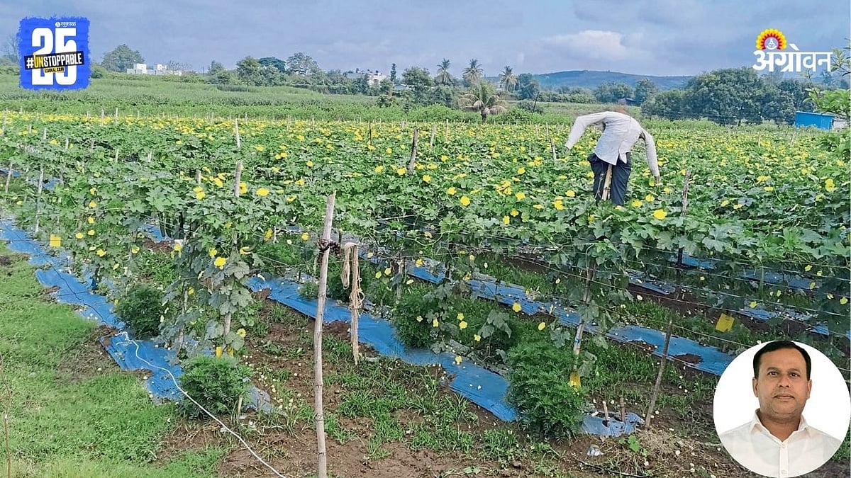 Gilke Farming | गुणवत्तापूर्ण गिलके उत्पादन घेण्याचा प्रयत्न | Striving ...