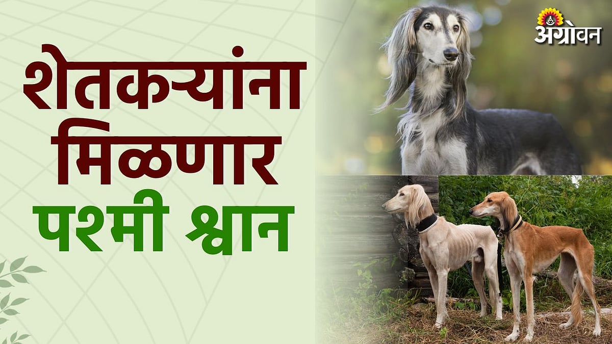 Pashmi dog for farmers: शेतकऱ्यांना मिळणार पश्‍मी श्वान |Pashmi Dogs to ...
