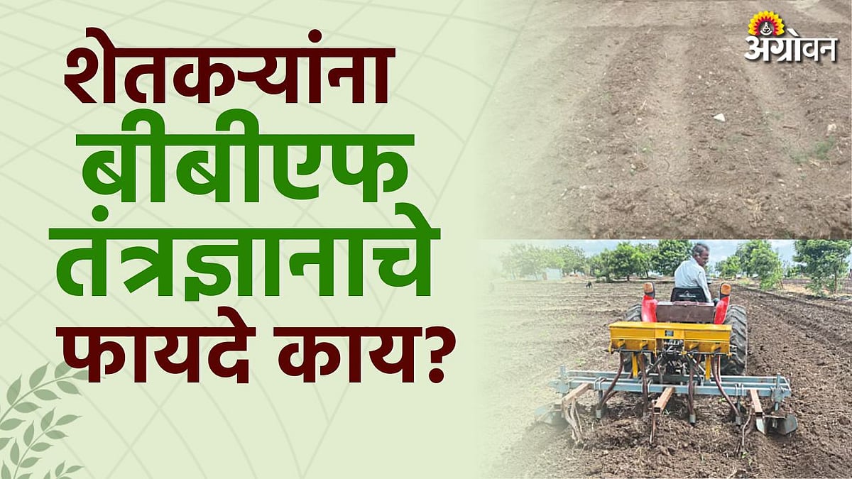 BBF farming technique: शेतकऱ्यांना बीबीएफ तंत्रज्ञानाचे फायदे काय? |Benefits of BBF Technology ...