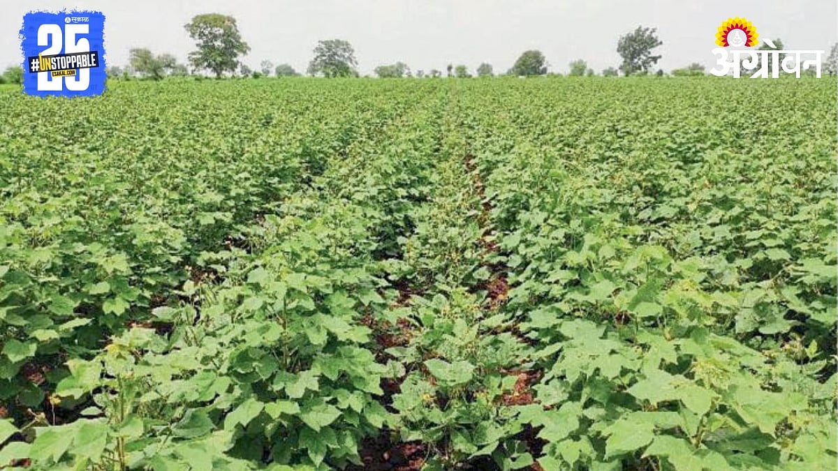 Intercropping Method । कपाशी -सोयाबीन आधारित आंतरपीक पद्धती । Why ...