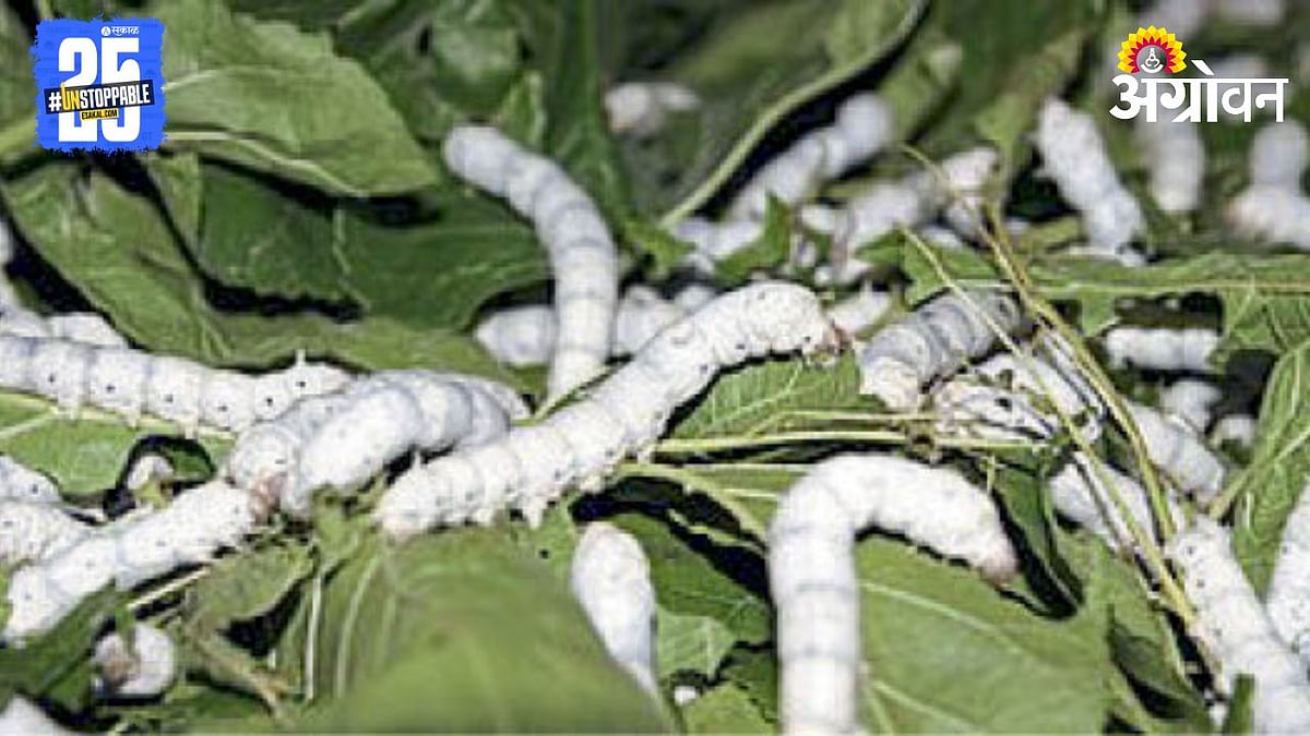 Resim Sheti । रेशीम उत्पादकांच्या पाऊस पथ्यावर । Pre-monsoon Rain ...