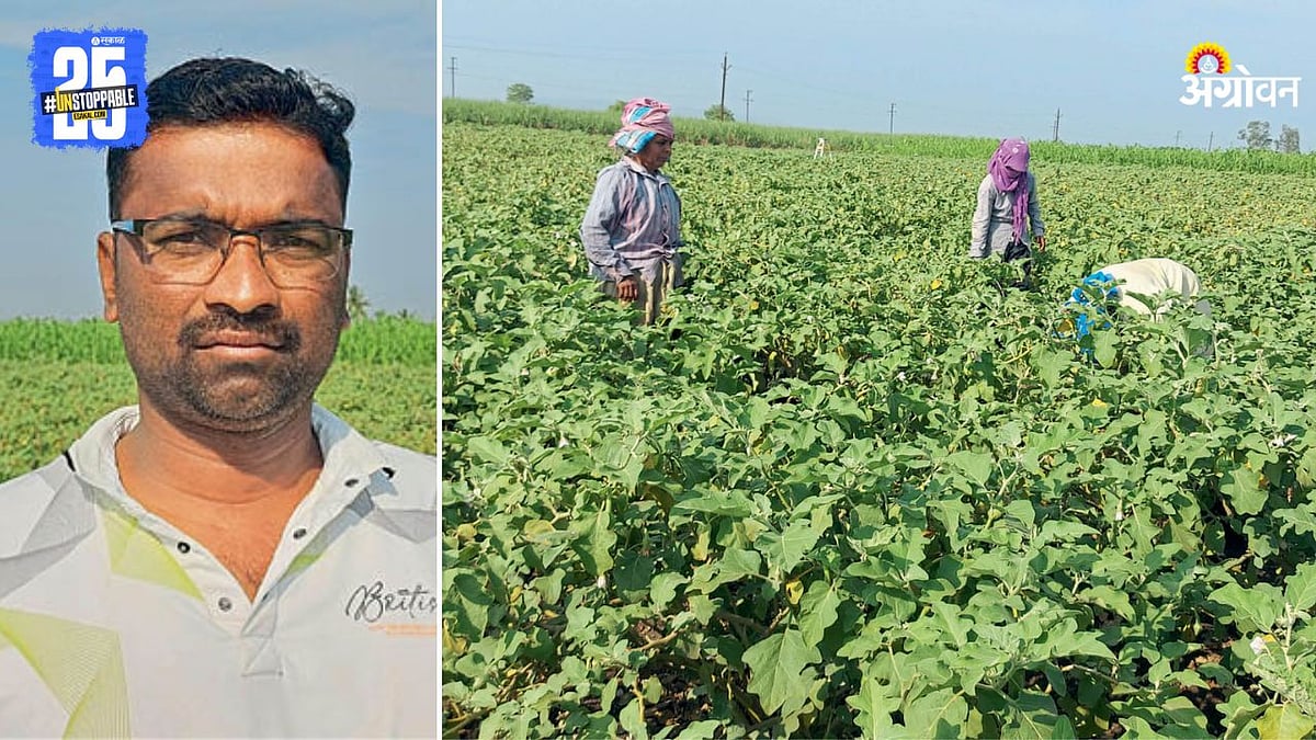 Brinjal Farming । चमकी वांग्यांचे दर्जेदार उत्पादन । Chamakki Kudachi ...
