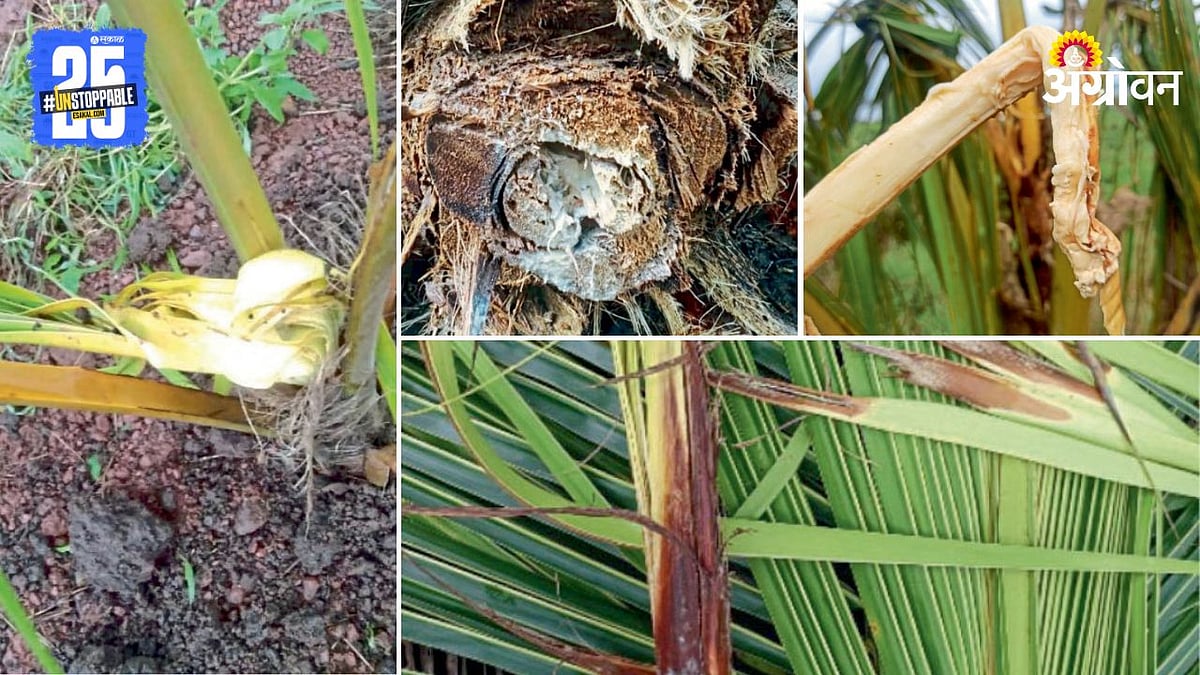 Coconut Bud Rot | नारळावरील कोंब कुजव्या रोगाचे व्यवस्थापन | Management ...