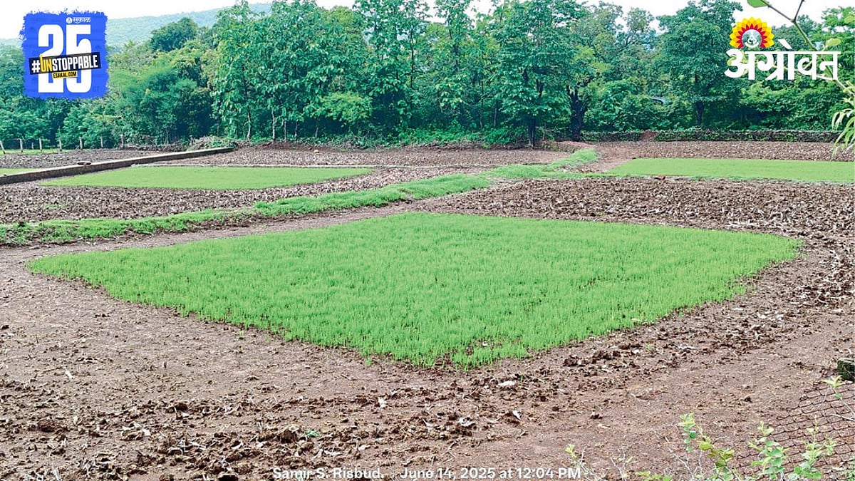 Paddy Plantation । पावसामुळे पेरणीला सुरुवात । Rains Bring Joy to ...