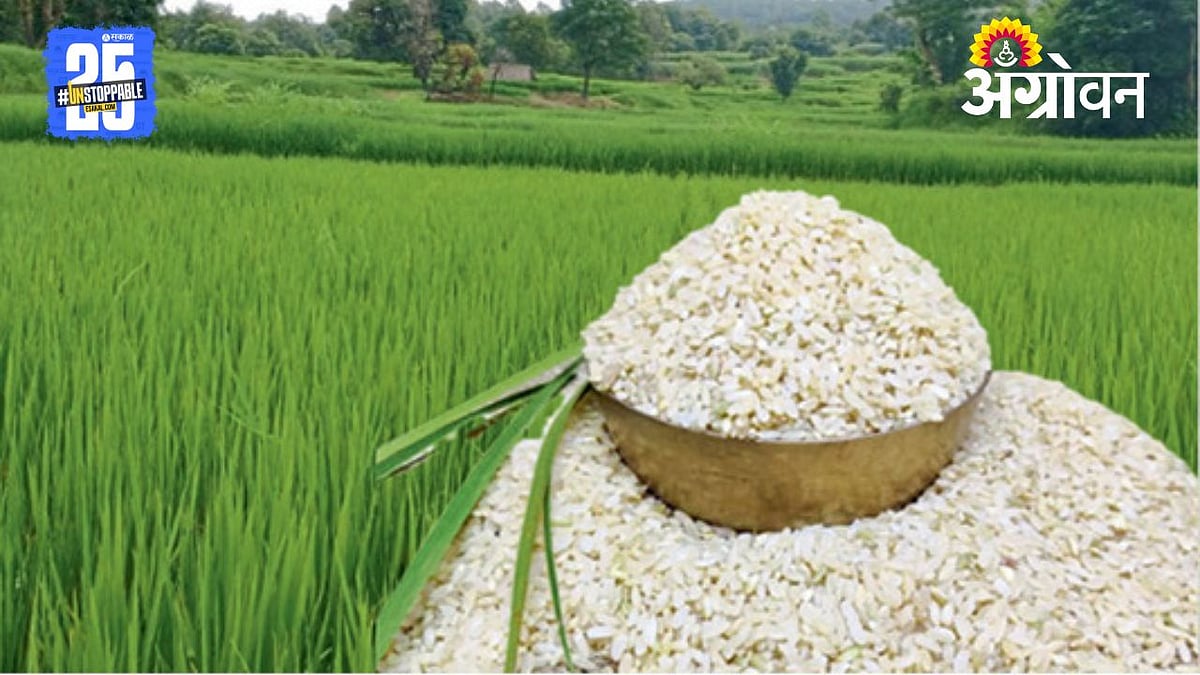 Ghansal Rice | आजऱ्यात घनसाळ भाताच्या लागवडीकडे कल |Trend towards ...