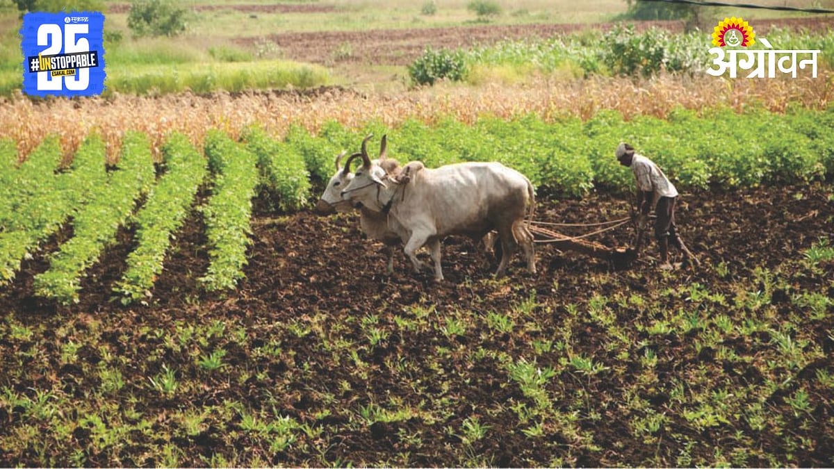 Tur Crop । खानदेशात तूर पीक जोमात । Pigeon Pea Flourishes in Khandesh ...