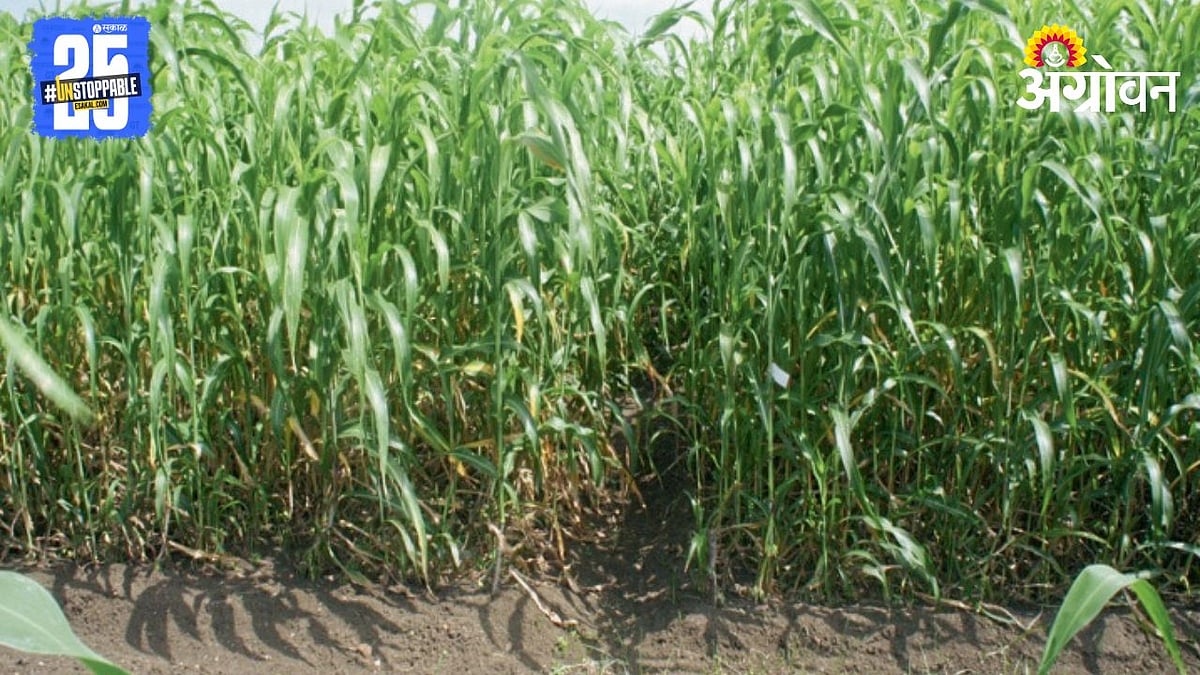 Jowar Fodder । चाऱ्यासाठी ज्वारीची सुधारित लागवड । Get 46 Tons of Green ...