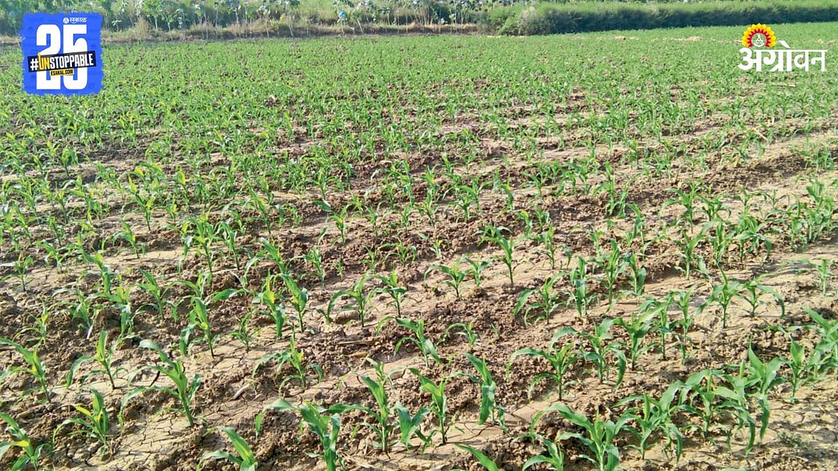 Weed Management | मका पिकातील तण व्यवस्थापन | Weed management in maize ...