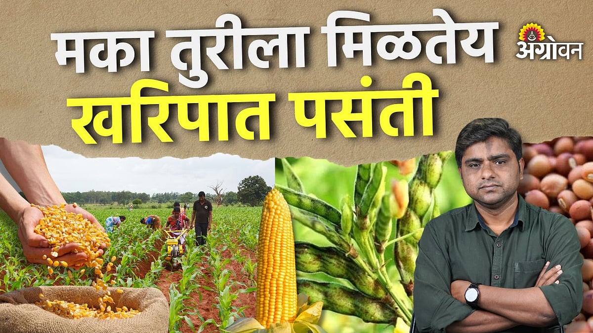 popular crops in kharif: मका, तुरीला मिळतेय खरिपात पसंती |Maize and Tur ...