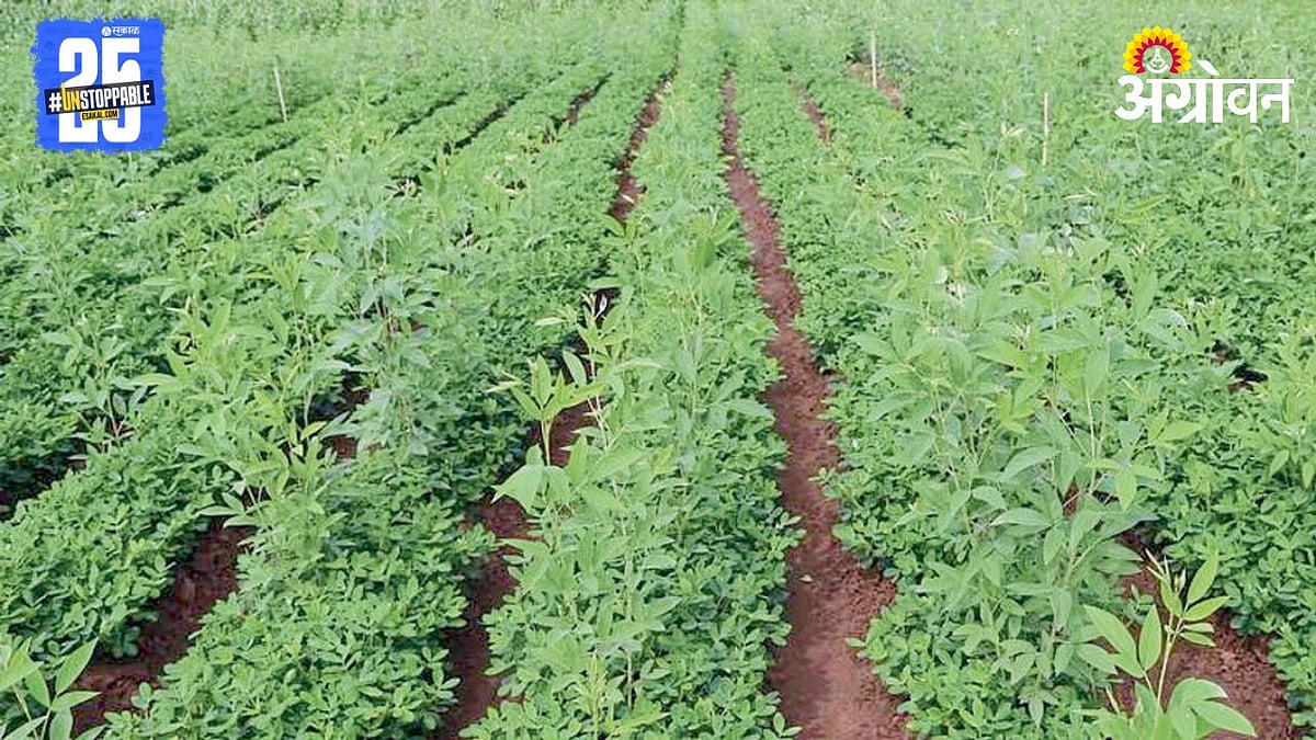 Tur Sowing । खानदेशात तूर लागवडीत वाढ । Shift in Cropping Trends ...