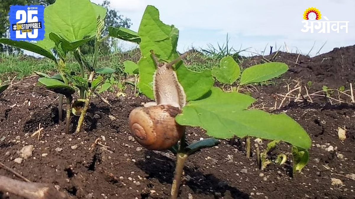 Maize Snail Attack । उगवत्या अंकुरावर गोगलगायींचे आक्रमण । Emerging ...