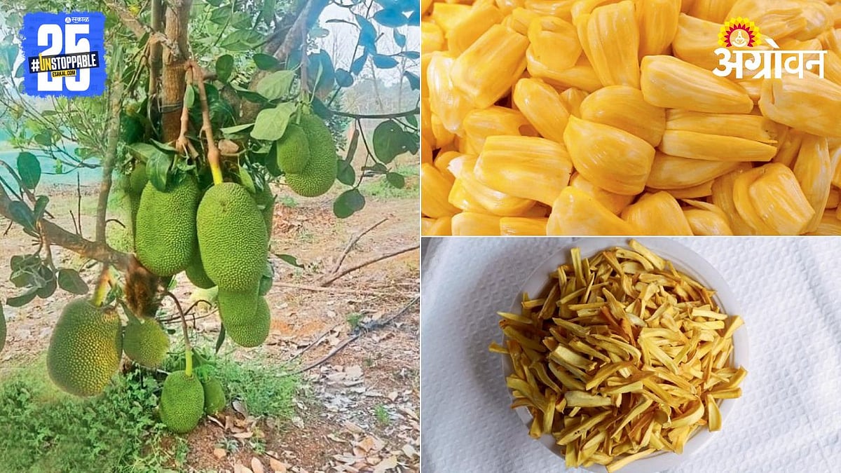 Jackfruit Farming । कोकणात प्रक्रियेतून फणसाला मिळतेय नवी झळाळी ...