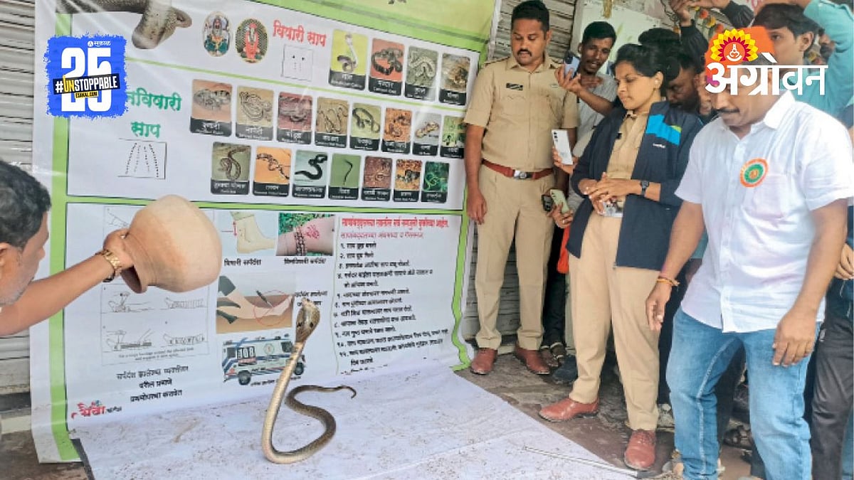 Shirala Nagpanchami | शिराळ्यात २३ वर्षांनंतर पुन्हा झाले जीवंत ...