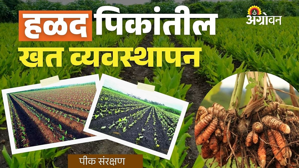 turmeric crop care: हळद पिकांतील खत व्यवस्थापन |Turmeric Fertilizer ...