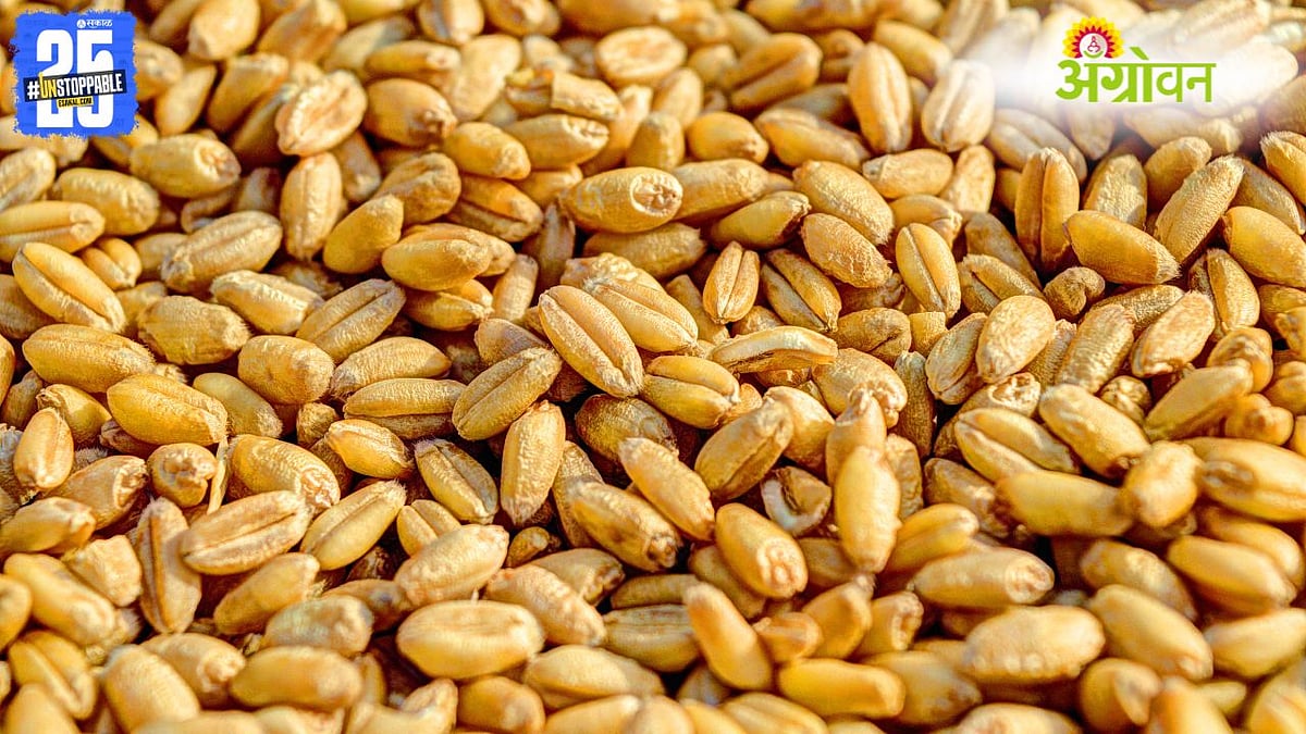 Poor Quality Seeds: निकृष्ट बियाण्यांची विक्री आता अजामीनपात्र गुन्हा ...