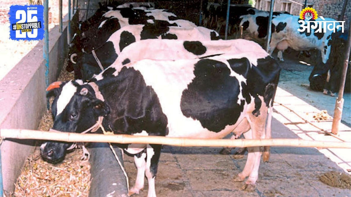 Animal Care । दुधाळ जनावरांमधील सुप्त कॅल्शिअम कमतरता । Hidden Calcium ...