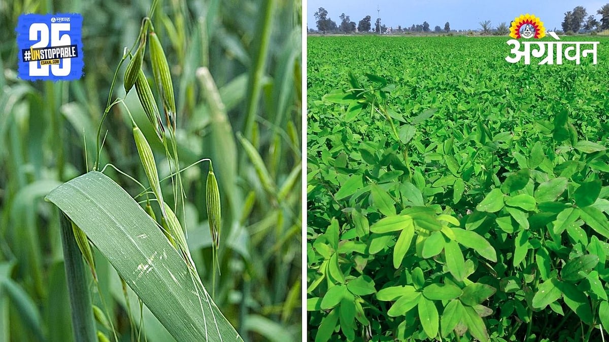 Green Fodder Crop | बरसीम आणि ओट या बहुवार्षिक चारा पिकांचे लागवड तंत्र ...