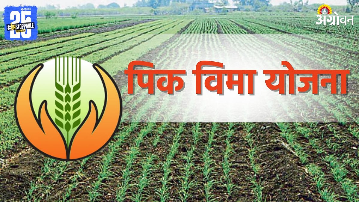 Rabbi Crop Insurance| रब्बी हंगामासाठी पिक विमा योजनेकडे शेतकऱ्यांची ...