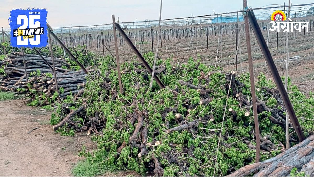 Grape Farming Loss | जुन्नर तालुक्यात ४०० एकर द्राक्षबागांवर कुऱ्हाड ...