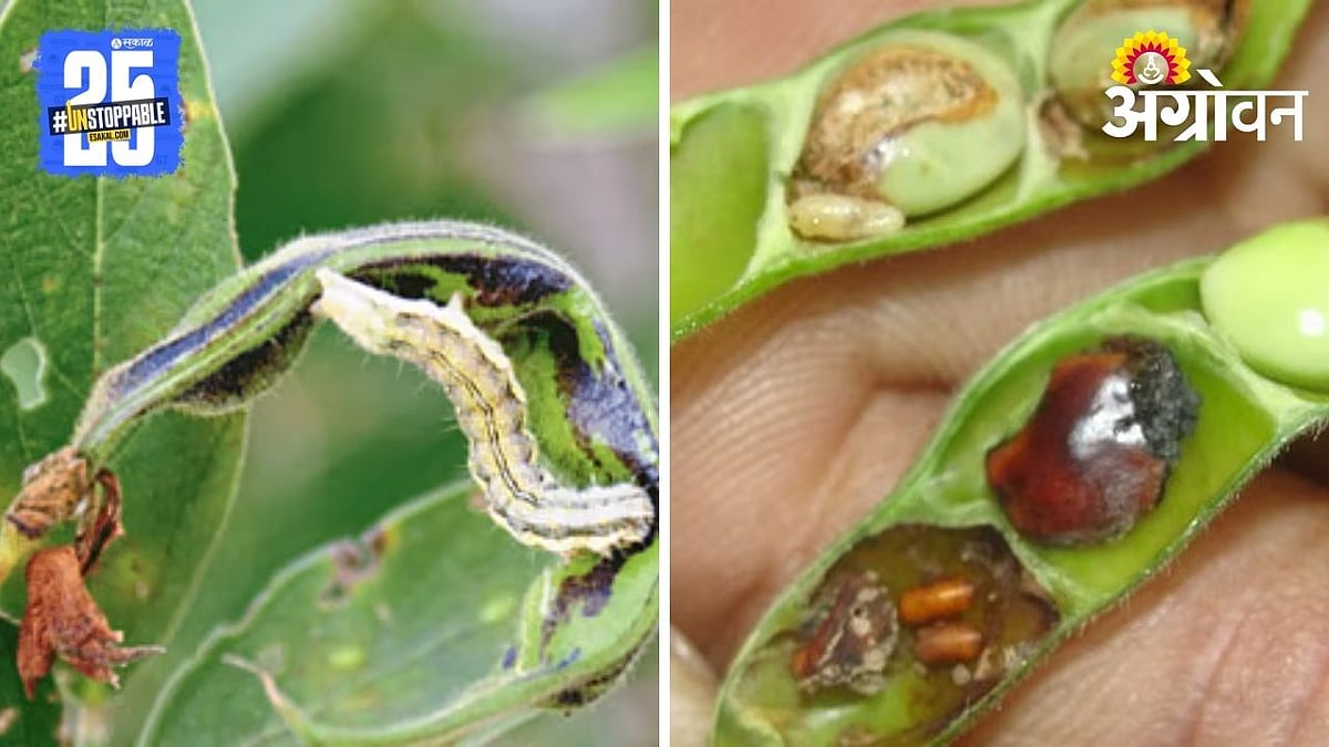 Tur Pests | तूरीवरील घाटे अळी आणि शेंगमाशीचे एकात्मिक व्यवस्थापन ...