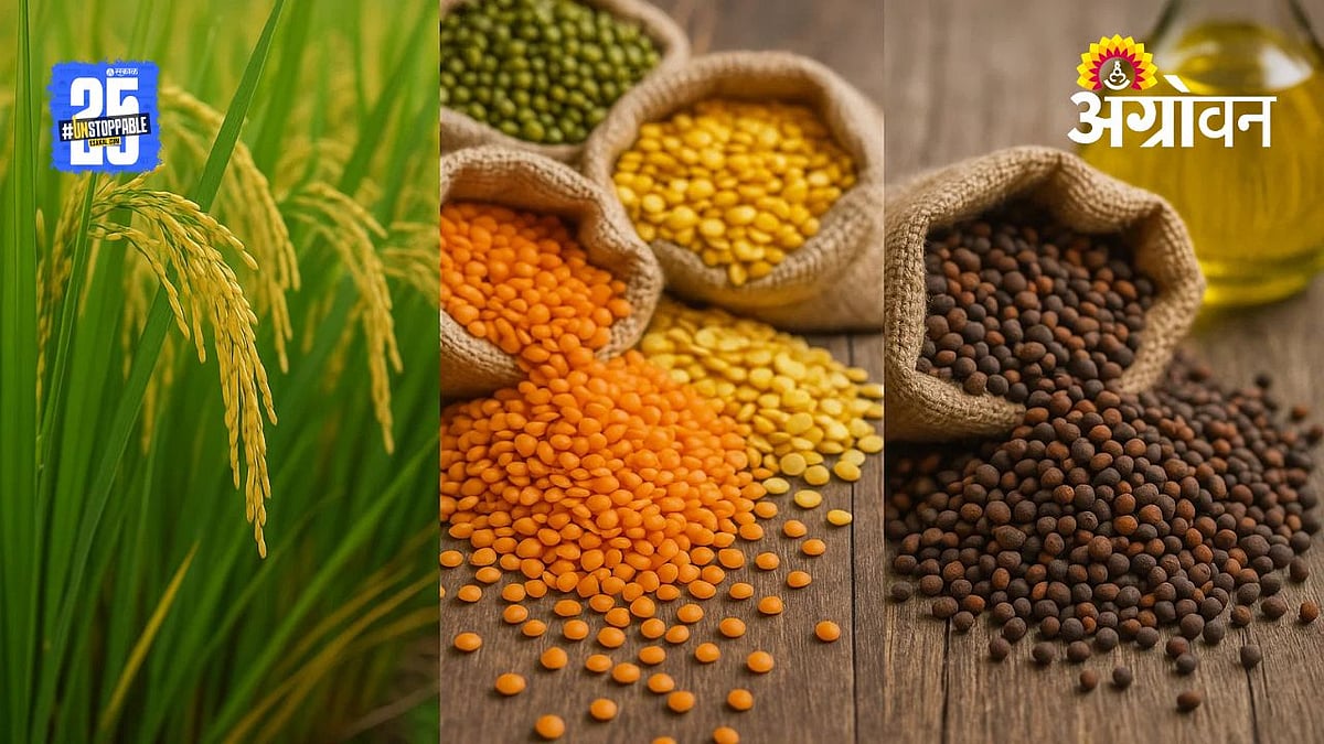 Crop Production | २०२५-२६ च्या खरीपात कडधान्य आणि तेलबिया उत्पादनात घट ...