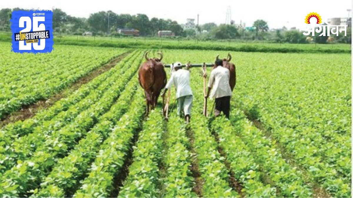 Rabi Sowing|तीन जिल्ह्यांत हरभरा जास्त, तर ज्वारीची पेरणी कमी|Gram is ...