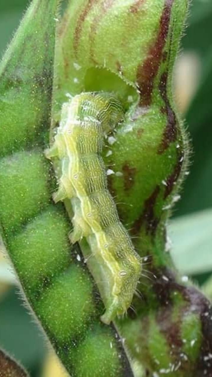 Tur Pest Control | तुरीवरील घाटे अळी आणि शेंगमाशीचं नियंत्रण कसं करायचं ...