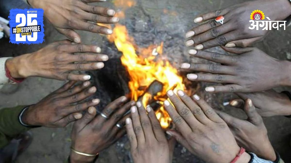 Maharashtra Cold Wave | ढगाळ हवामानामुळे थंडी ओसरली | The cold weather ...