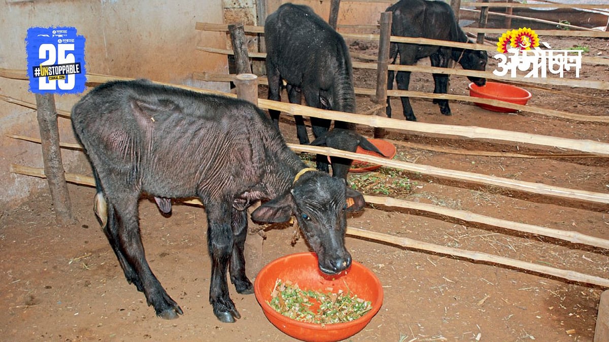 Livestock Health | थंडीच्या काळातील जनावरांचे व्यवस्थापन |Cold and Damp ...