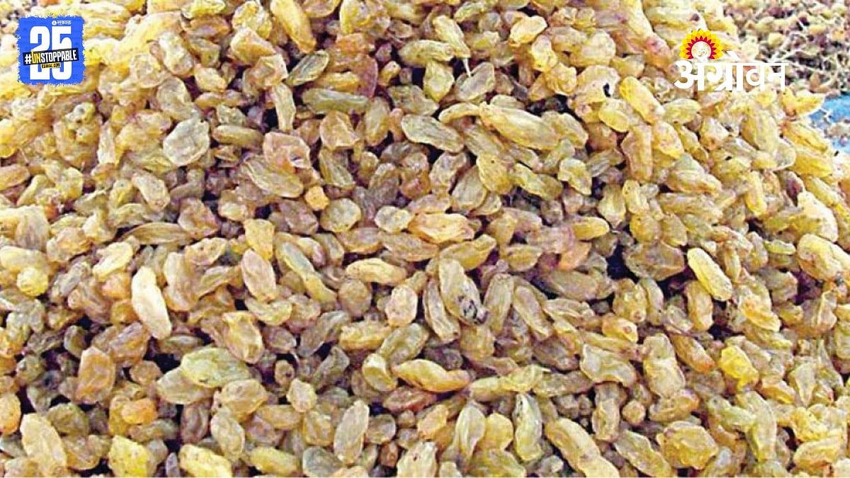 Raisin GI Tag | बेदाण्याचे भौगोलिक नामांकन कागदावरच | Geographical ...