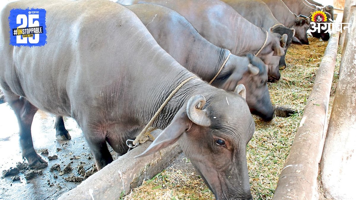Animal Health | निकृष्ट मुरघासाचा जनावरांच्या आरोग्यावर होतोय परिणाम ...