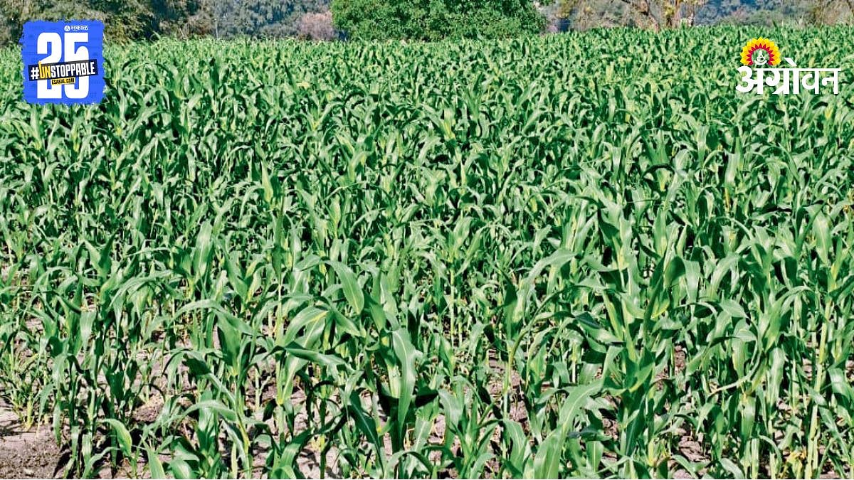 Jowar Hurda Prices|ज्वारी चार, तर हुरडा ४० हजार रुपये क्विंटल|Jowar is ...
