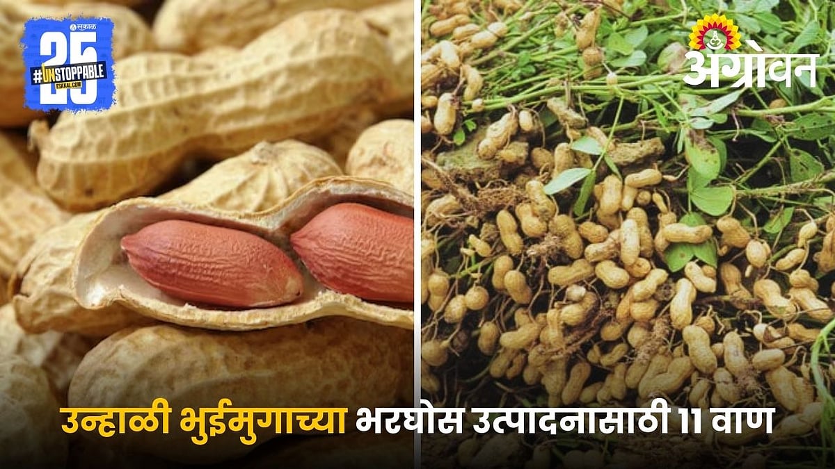 Groundnut Varieties | उन्हाळी भुईमुगाच्या भरघोस उत्पादनासाठी शिफारशीत ...