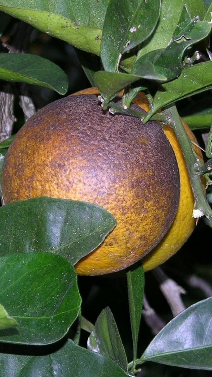 Citrus Spider Pest | संत्रा-मोसंबीवरील कोळी किड: वेळीच नियंत्रण करा ...