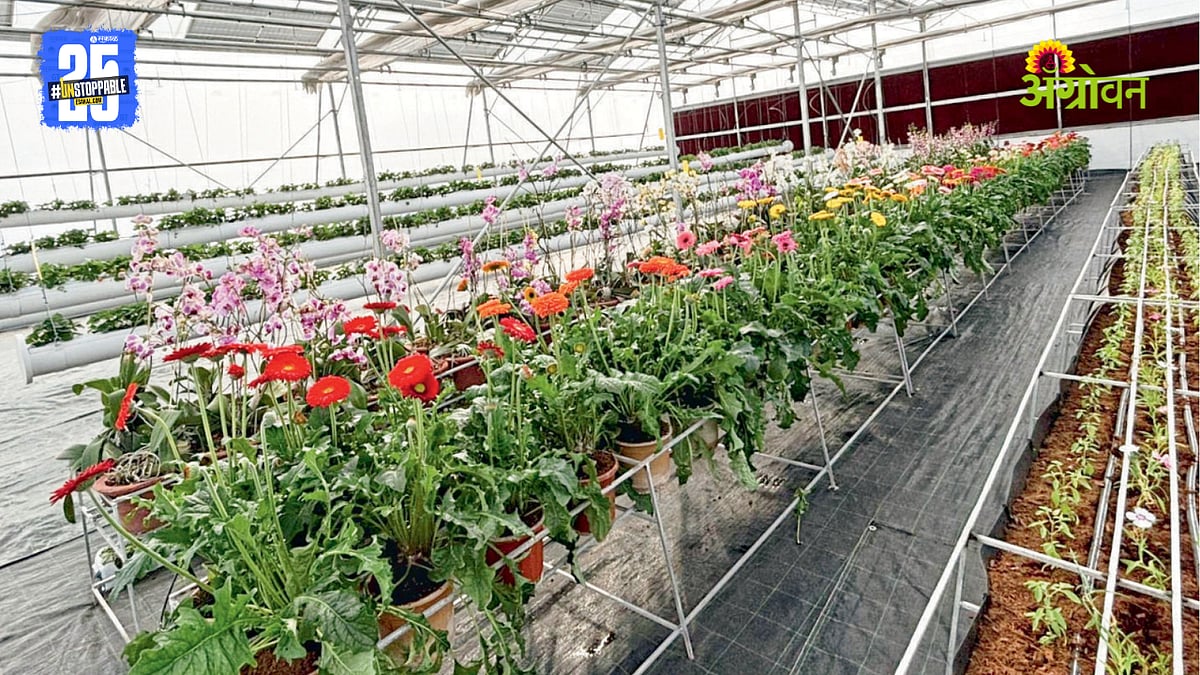 Solar Greenhouse | पीक उत्पादनासाठी सौर हरितगृह तंत्रज्ञान | Solar ...