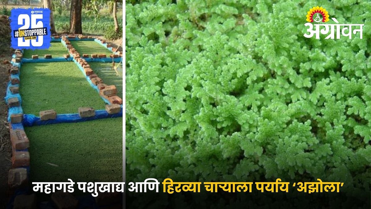 Azolla Feed | महागड्या पशुखाद्याला आणि हिरव्या चाऱ्याला पर्याय 'अझोला ...