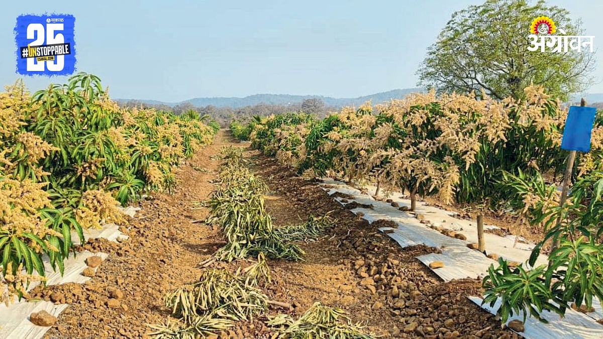 Mango Orchard Farming | अतिघन आंबा बागेतील फूल-फळ गळतीची कारणे ...