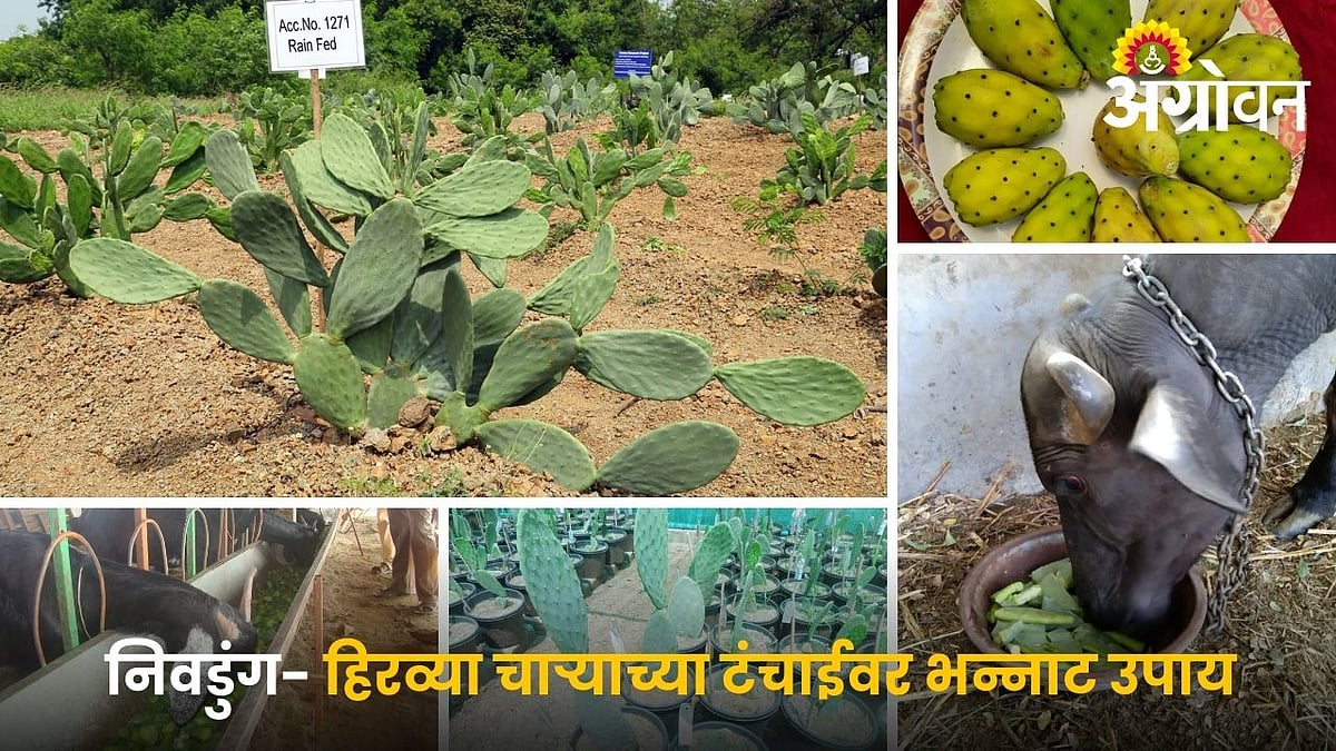 Cactus As Fodder | हिरव्या चाऱ्याच्या टंचाईवर उपाय आहे बिनकाटेरी ...