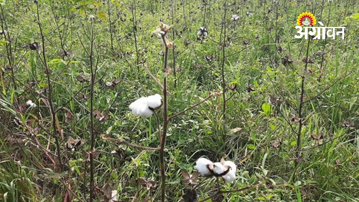 Cotton Crop Disease | नैसर्गिक व्हायरसमुळे झाली कापसाची बोंडसड, गळती ...