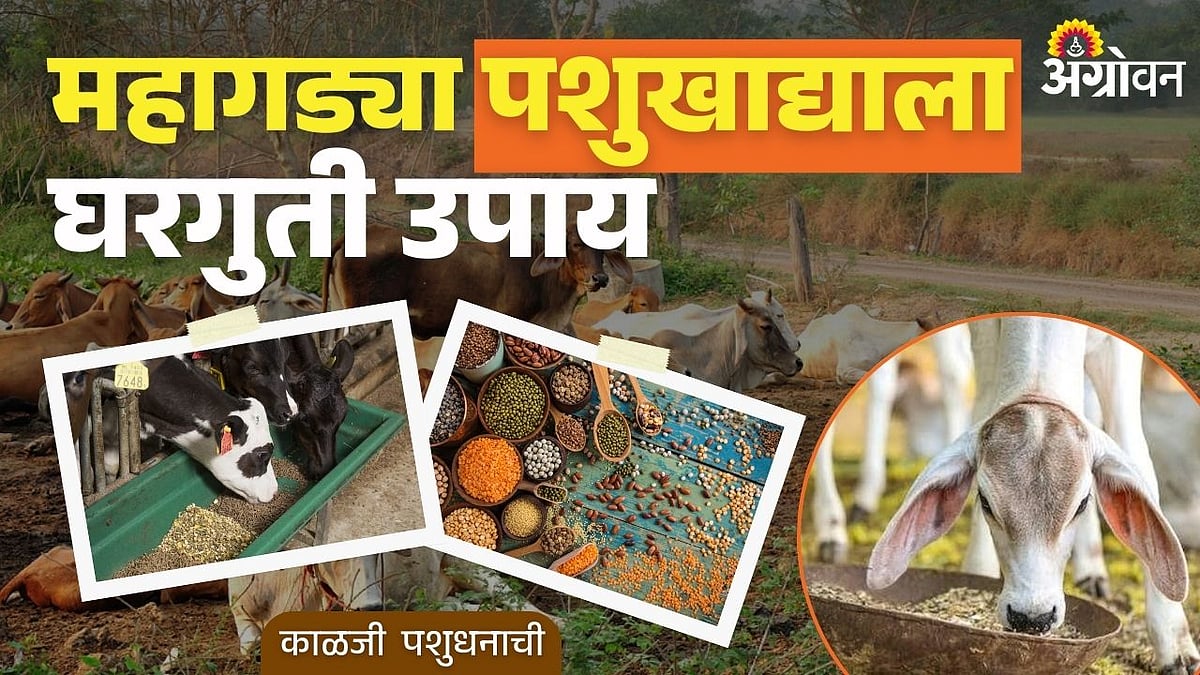 Homemade Cattle Feed: महागड्या पशुखाद्याला घरगुती उपाय | Homemade ...