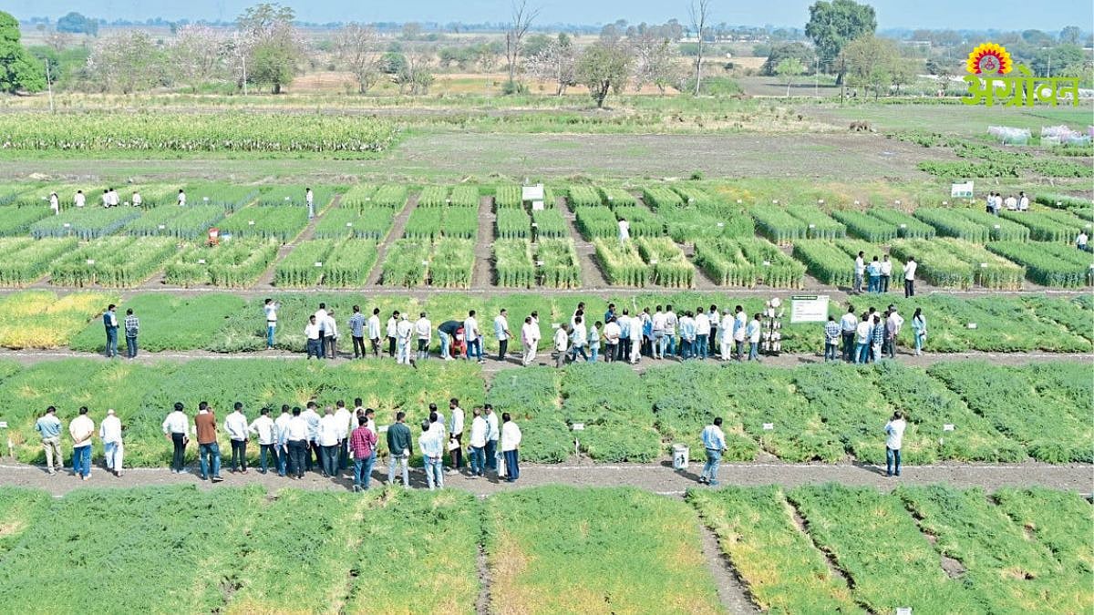 Rabi Crops| ‘महाबीज’च्या रब्बी शिवार फेरीला शेतकऱ्यांकडून प्रतिसाद ...