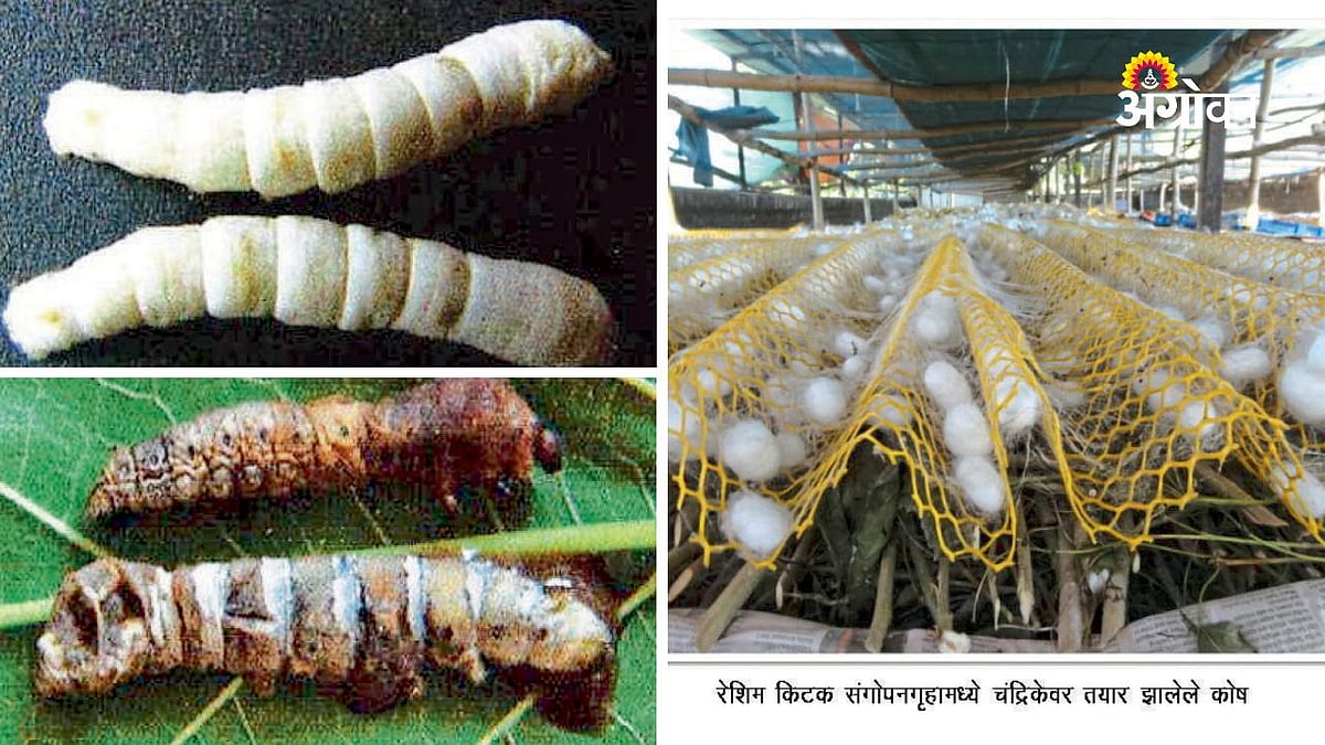 Silk Farming | रेशीम कीटकांवरील रोग व्यवस्थापन | sericulture-summer ...