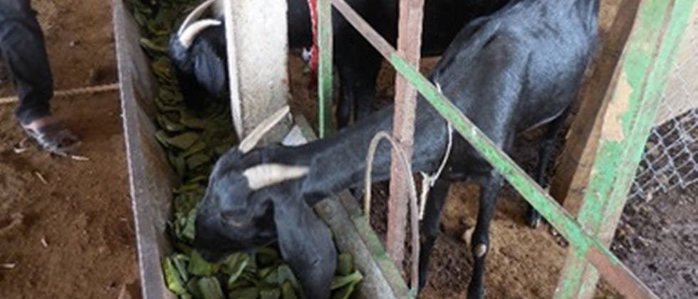 Cactus Fodder : जनावरांसाठी हिरवा चारा म्हणून काटेविरहित निवडुंगाचा ...