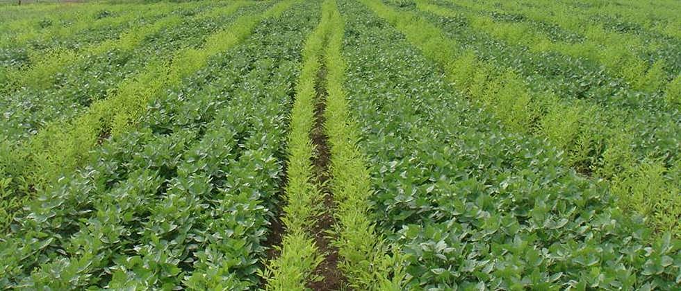 Do this method soyabean, pests in tur crop, disease control |या ...