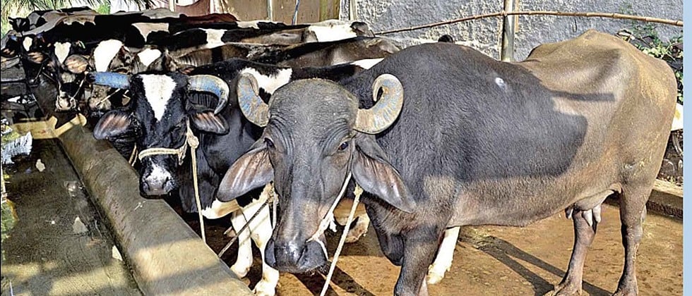 rabies disease in animals?