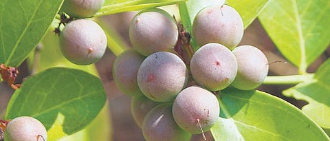 Tremendous Health Benefits Of The Black Currant Fruit । Karvand ...