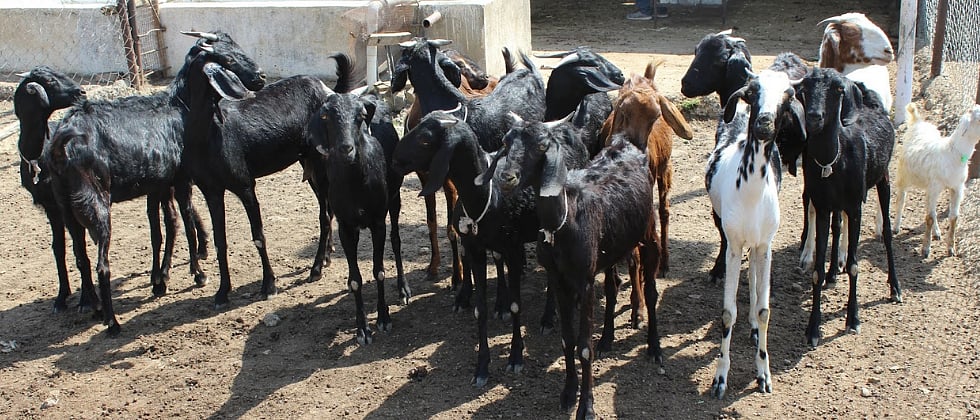 Free guidance of goat farming by university expert-mutton purpose goat ...