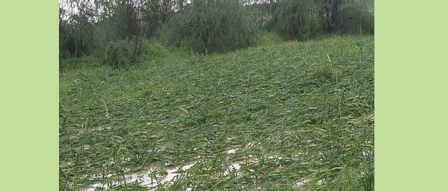 गारपीटग्रस्त पिकांचे भावी नुकसान टाळा