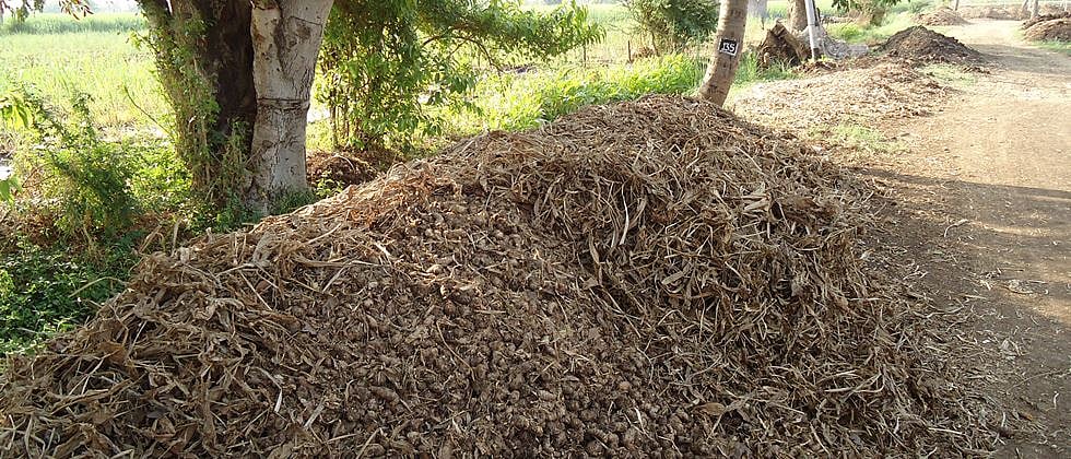 साठवण हळद बेण्याची ...